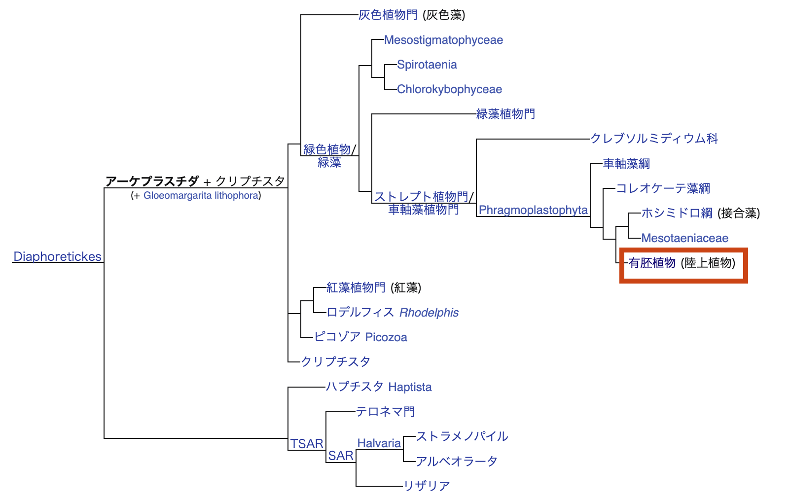 植物の分類と種類一覧 | SNOW NOTES